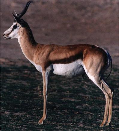 Targets- - Sa Hunting Rifle